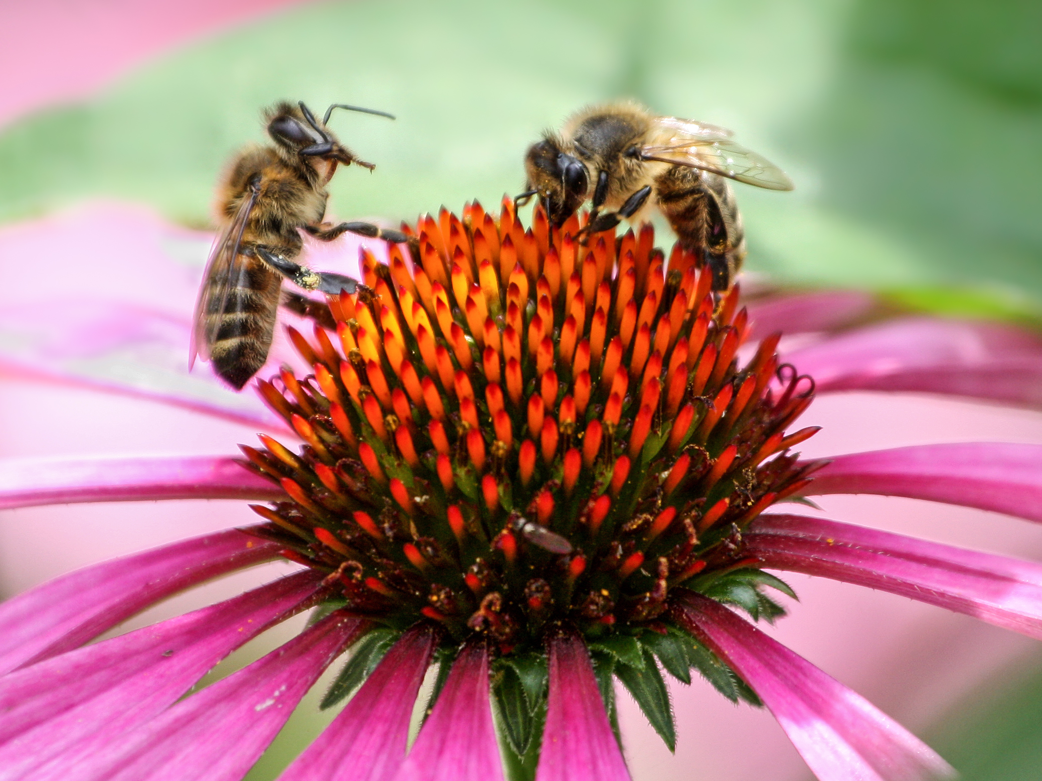 Bienenfreundliche Blumenwiese anlegen