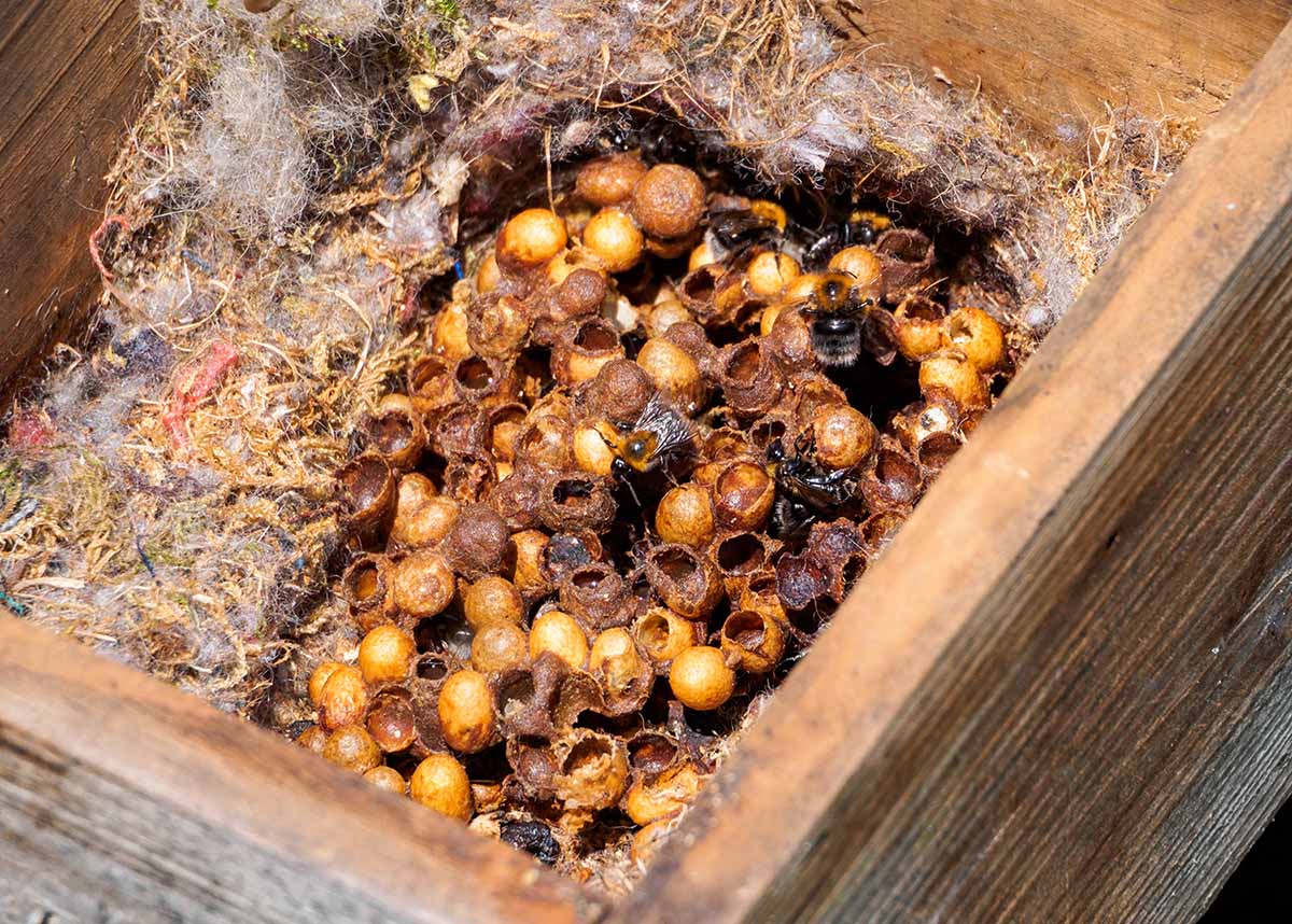 Hummelkästen - Nisthilfen für die dicken Brummer im Garten | GLOBAL 2000