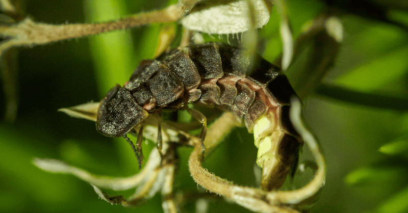 Alles Rund um das Glühwürmchen | GLOBAL 2000