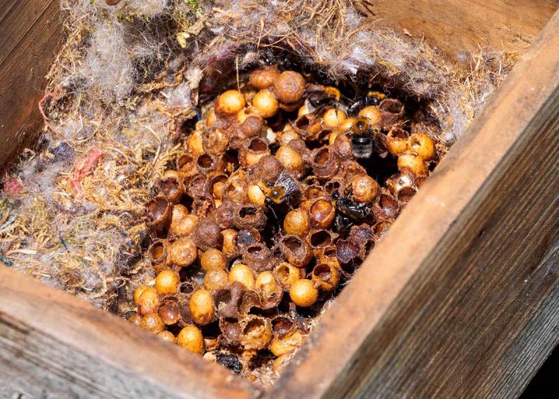 Nisthilfen für Hummeln im Garten | GLOBAL 2000