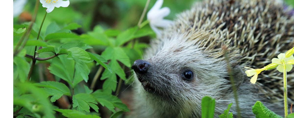 Künstliche Nisthilfen | GLOBAL 2000