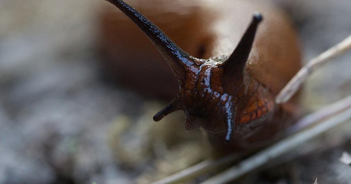 Schnecken bekämpfen | GLOBAL 2000