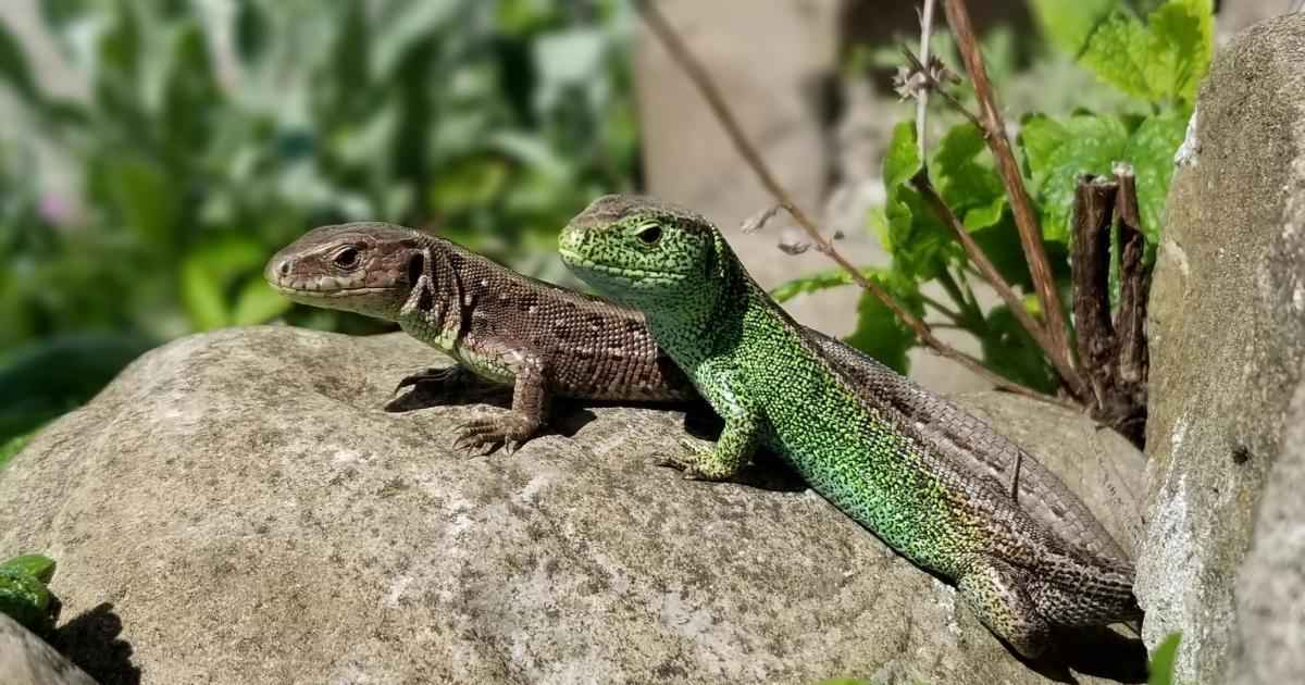 Gefährdete Vielfalt schützen: Amphibien und Reptilien im Hausgarten fördern | GLOBAL 2000
