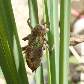 Teich und Sumpfbeet anlegen | GLOBAL 2000