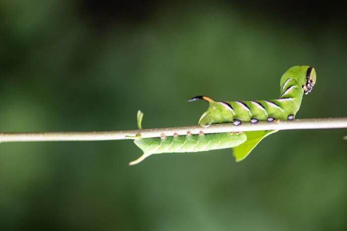 Raupen richtig bestimmen und schützen | GLOBAL 2000