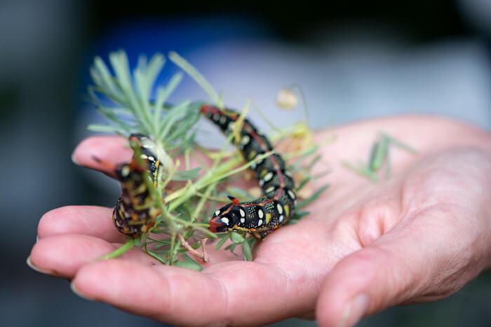 Raupen richtig bestimmen und schützen | GLOBAL 2000