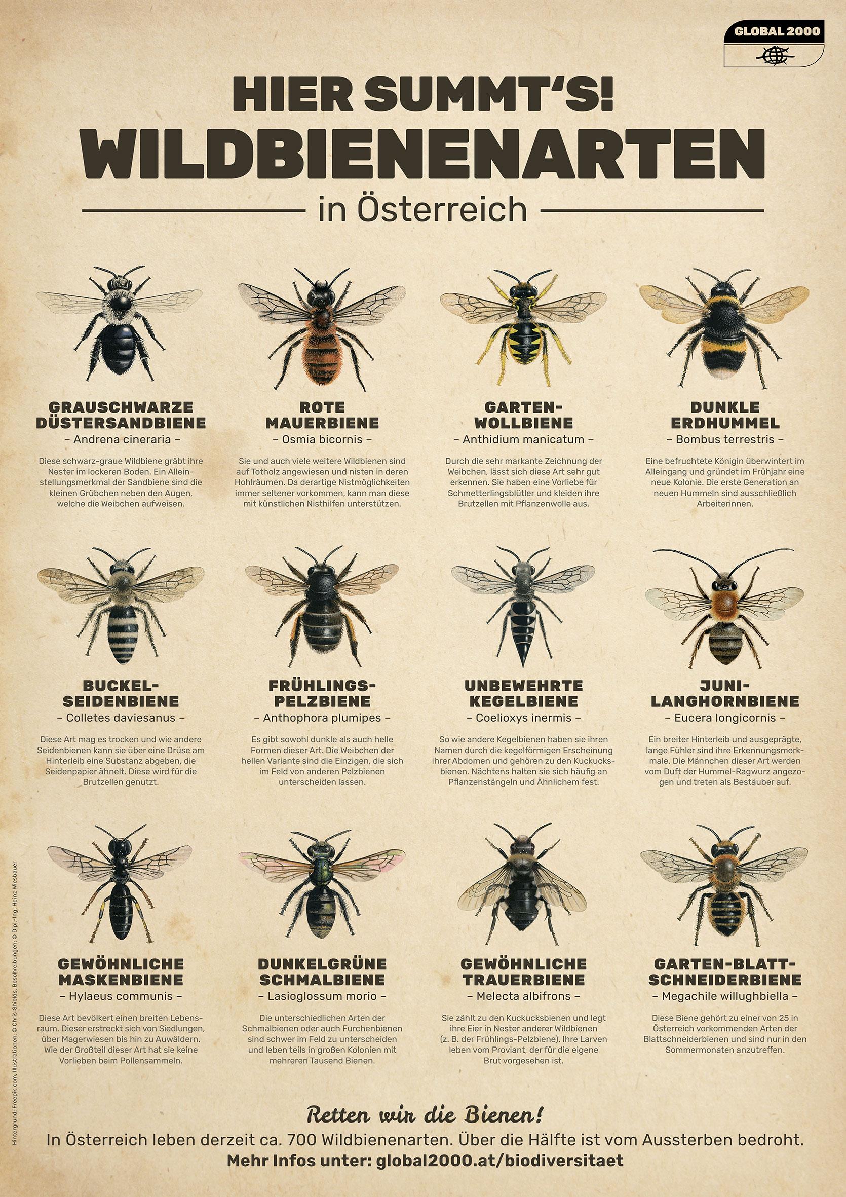 Retten wir die Wildbienen! | GLOBAL 2000