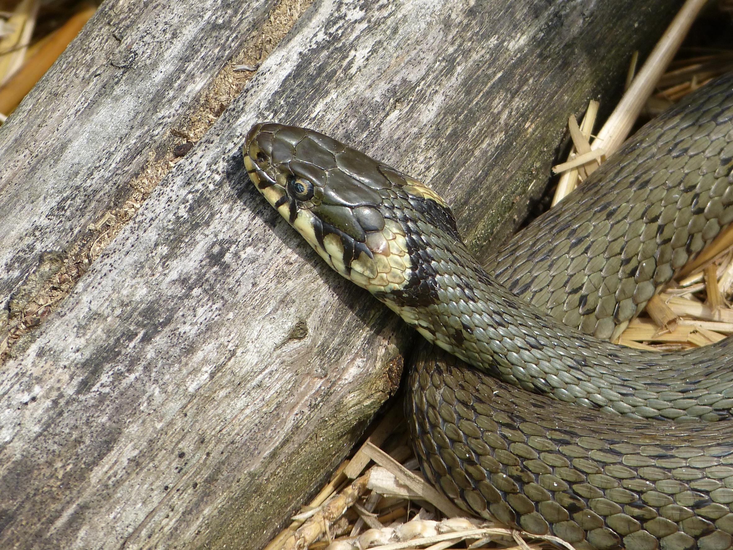 Gefährdete Vielfalt schützen: Amphibien und Reptilien im Hausgarten fördern | GLOBAL 2000