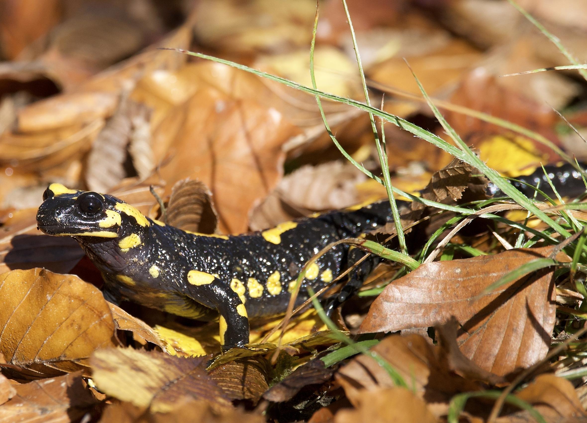 Amphibien und Reptilien in Österreichs Gärten | GLOBAL 2000