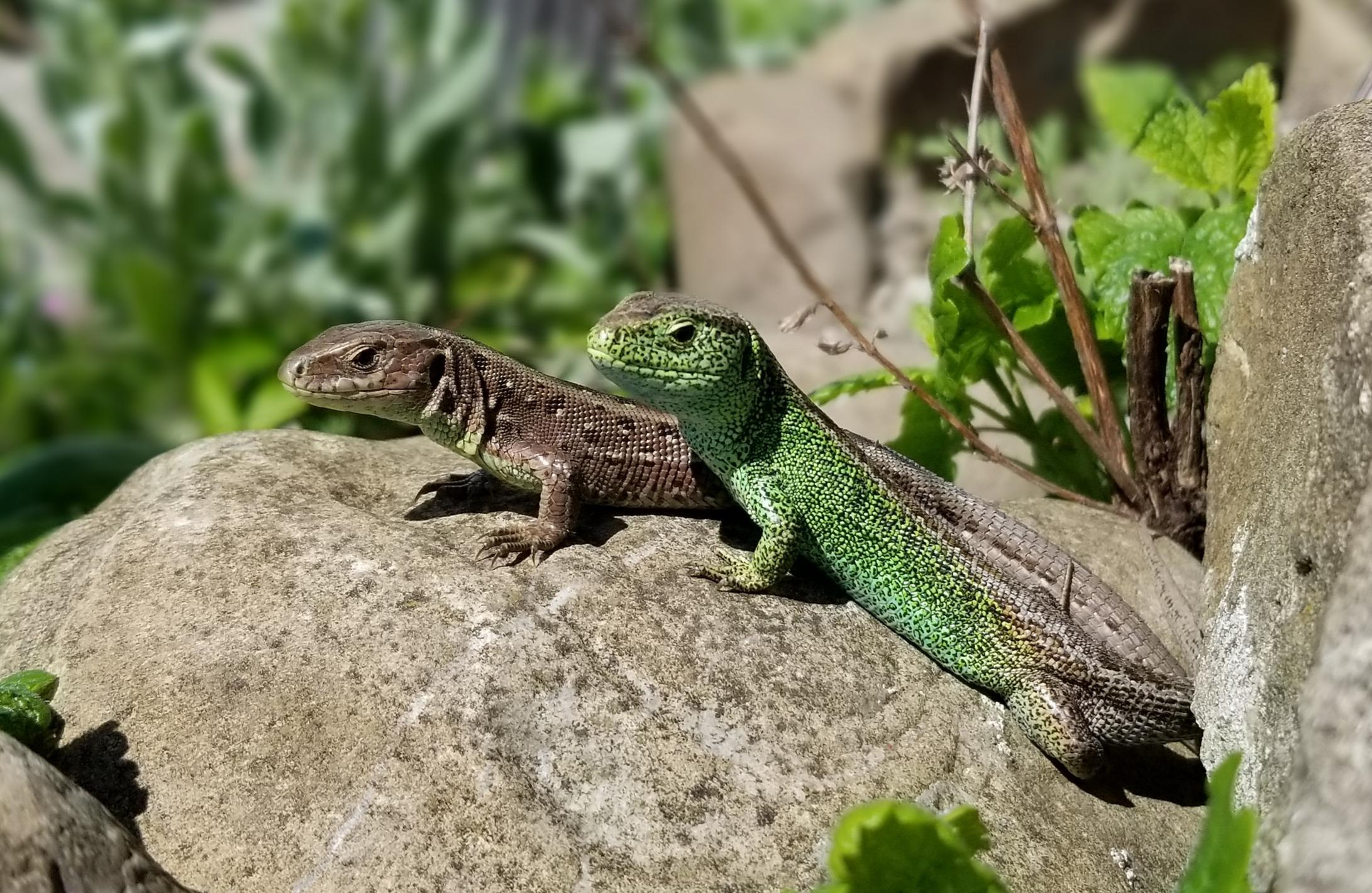 Gefährdete Vielfalt schützen: Amphibien und Reptilien im Hausgarten fördern | GLOBAL 2000