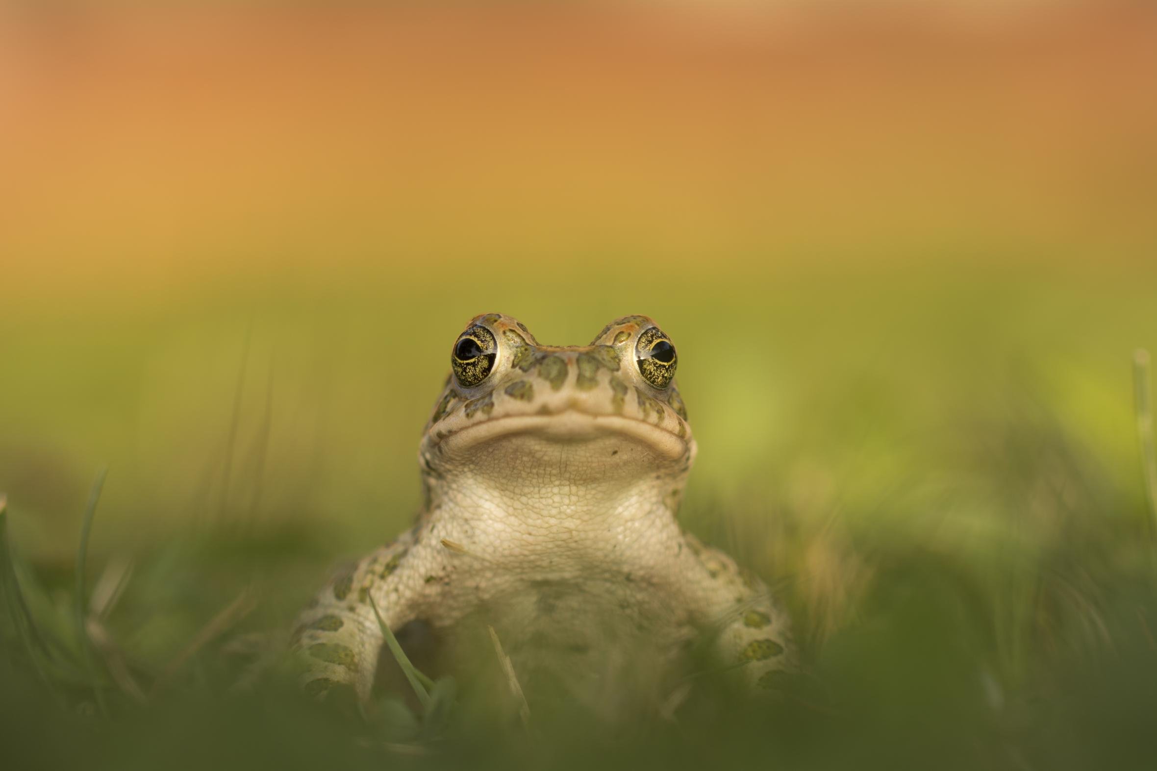 Amphibien und Reptilien in Österreichs Gärten | GLOBAL 2000