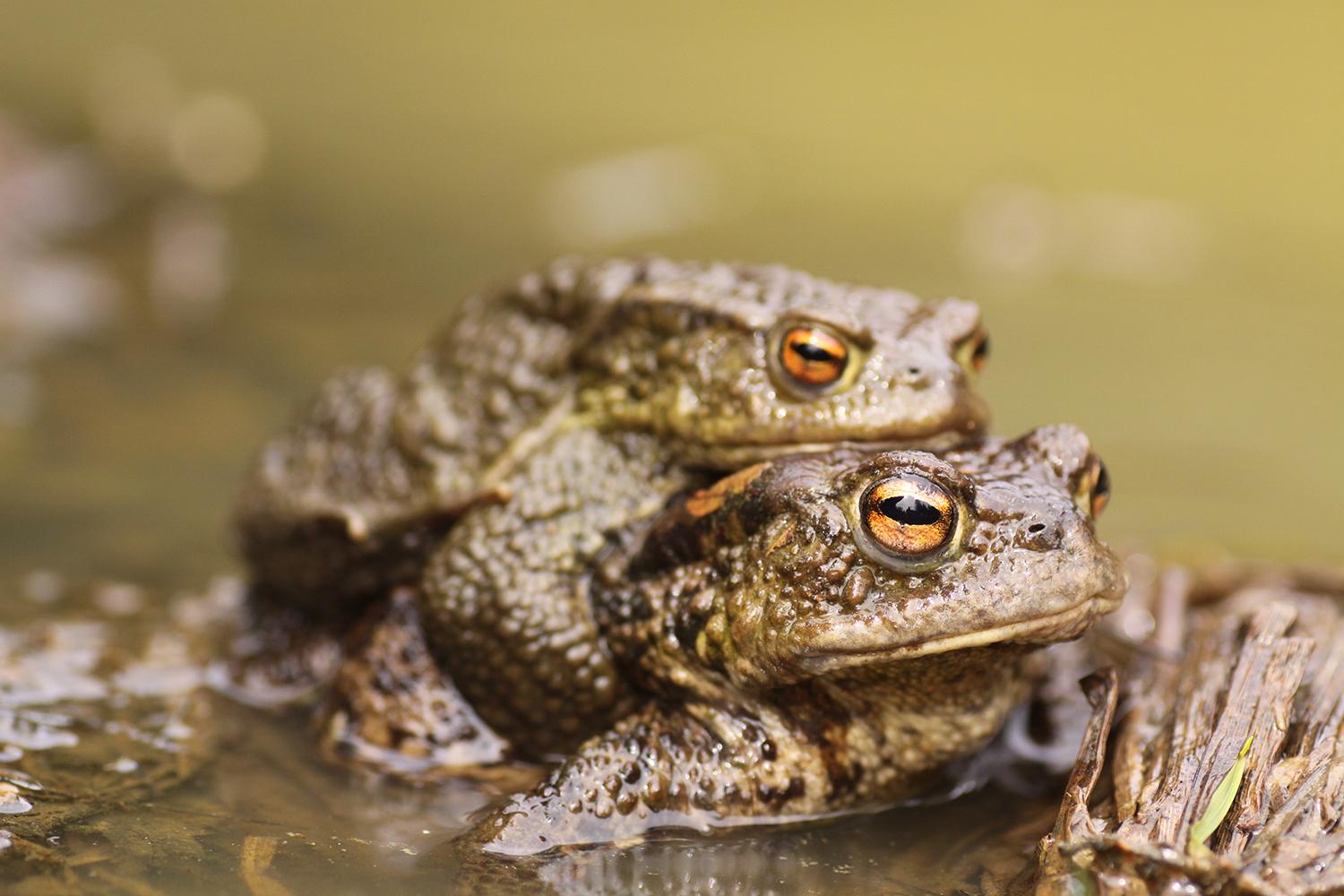 Gefährdete Vielfalt schützen: Amphibien und Reptilien im Hausgarten fördern | GLOBAL 2000