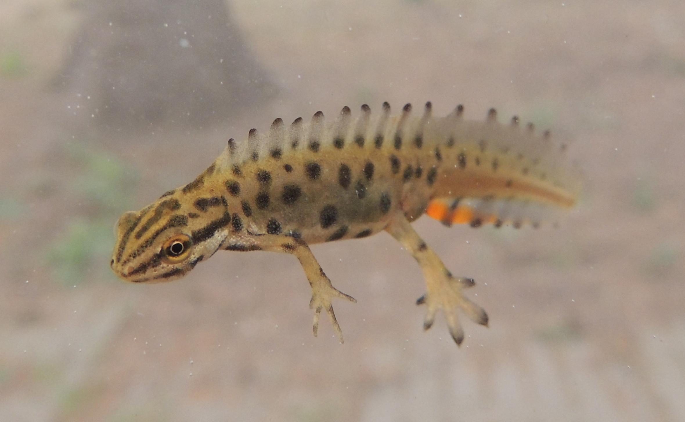 Gefährdete Vielfalt schützen: Amphibien und Reptilien im Hausgarten fördern | GLOBAL 2000