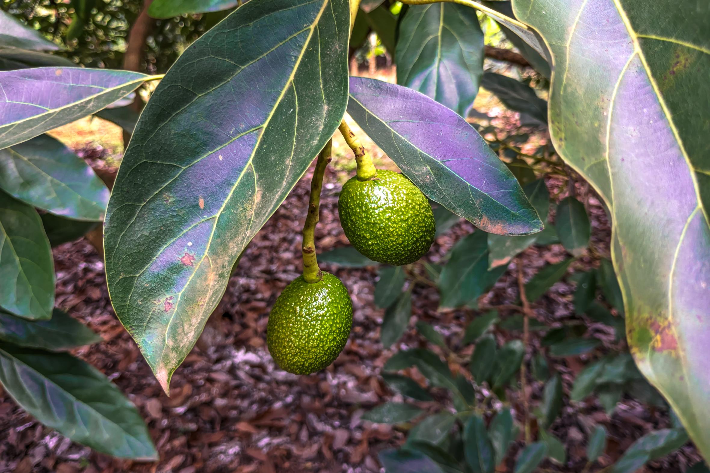 Fakten zur Avocado: Produktion, Nährwerte & Umweltbilanz | GLOBAL 2000